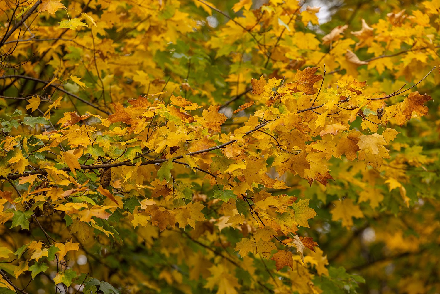 Bryce & Children - Family Portraits - Jacobson Studio Store